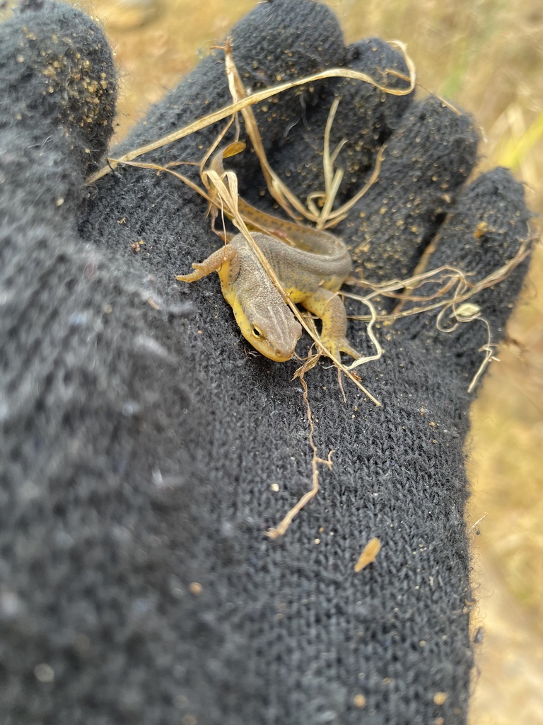 Eastern Newt from Lancaster, OH, US on November 17, 2024 at 10:12 AM by ...
