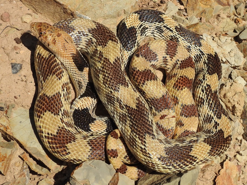 Mexican Bull Snake from 98275, Mazapil, ZAC, MX on July 16, 2019 at 10: ...