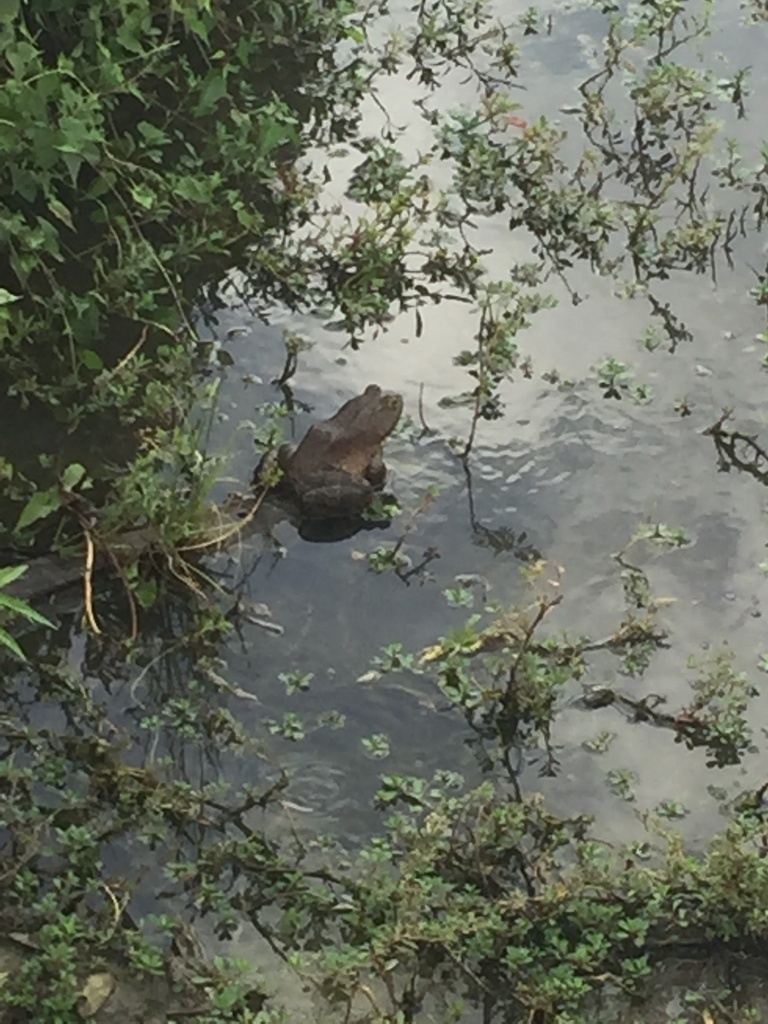 American Bullfrog from College Station, TX, US on July 31, 2022 at 09: ...