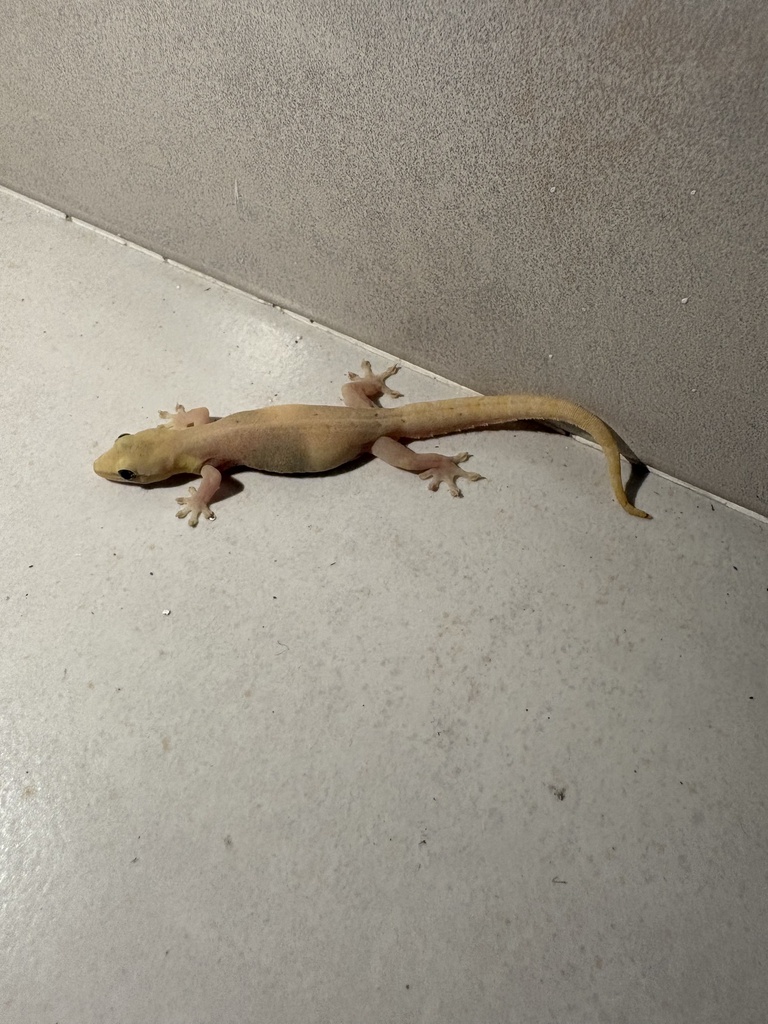 Mourning Gecko from Cocle, PA on November 18, 2024 at 06:19 PM by ...