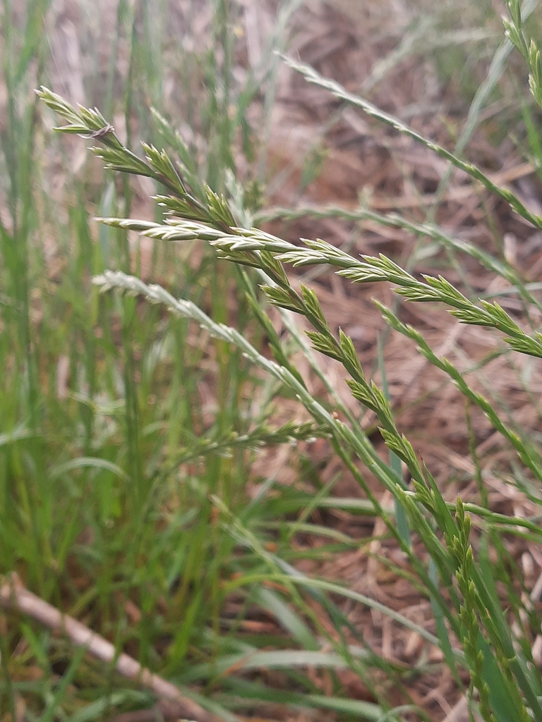 Perennial Ryegrass from Bridgewater on Loddon VIC 3516, Australia on ...