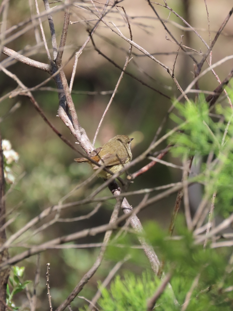 Brown Thornbill from Cleland on November 19, 2024 at 09:52 AM by rBirdy ...