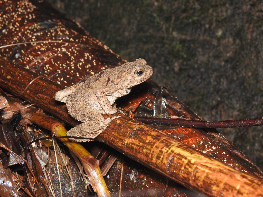 River Toad from 8PF4+FQW, Tapos I, Kec. Tenjolaya, Kabupaten Bogor ...