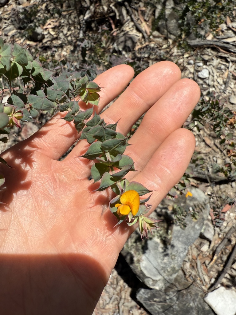 spiny bush-pea from Cope, NSW, AU on November 19, 2024 at 01:19 PM by ...