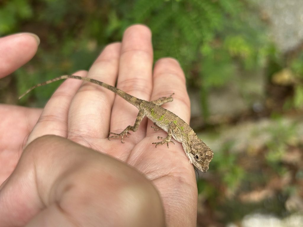 Diploderma polygonatum polygonatum in November 2024 by Po-Wei Chi ...