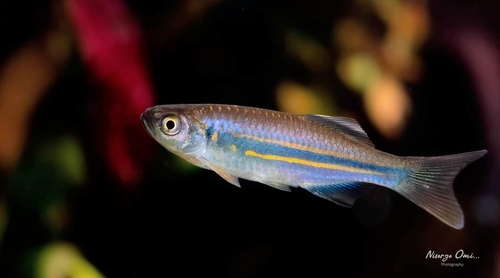 Devario coxi · iNaturalist Mexico