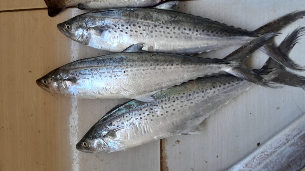 Indo Pacific King Mackerel Mackerel | Nutritional Benefits, Habitat