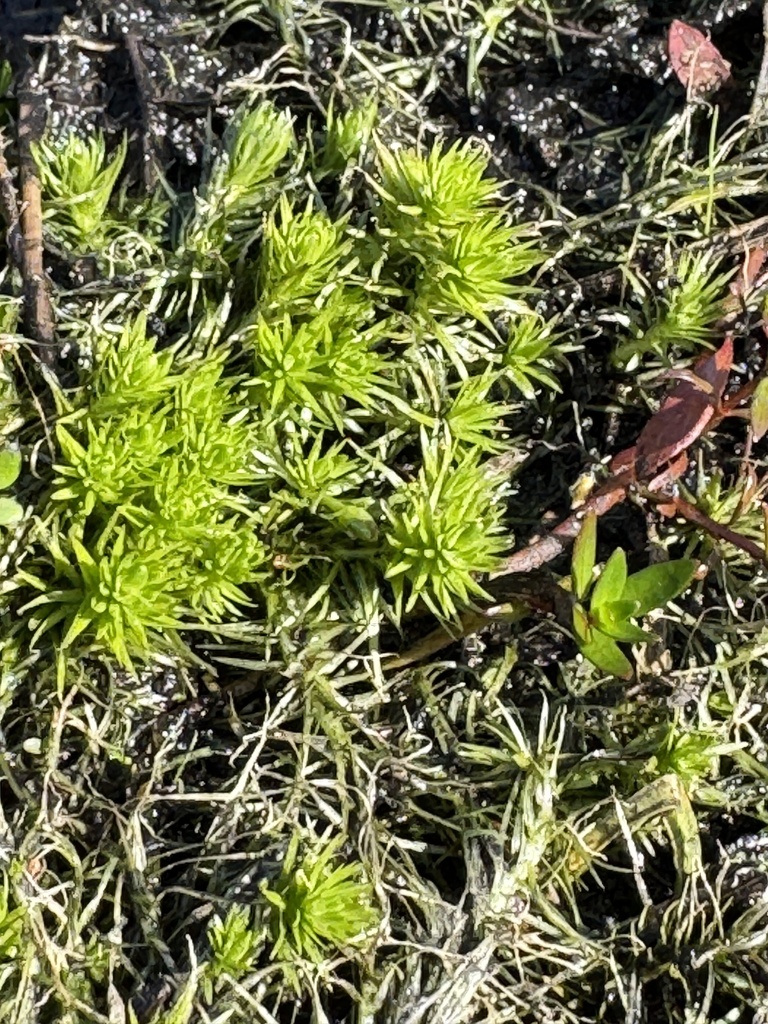 Stream Bogmoss from Lake Wales, FL, US on November 19, 2024 at 11:55 AM by Neal Halstead ...