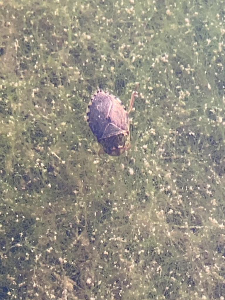 Pelocoris femoratus from Northampton on November 19, 2024 at 02:36 PM ...