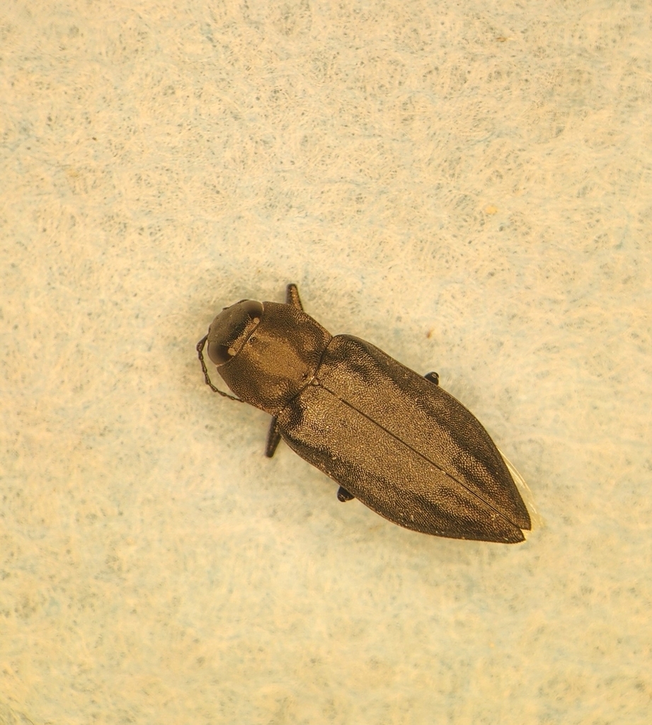 Black Fire Beetle from Wausau, WI, USA on August 09, 2024 by ...