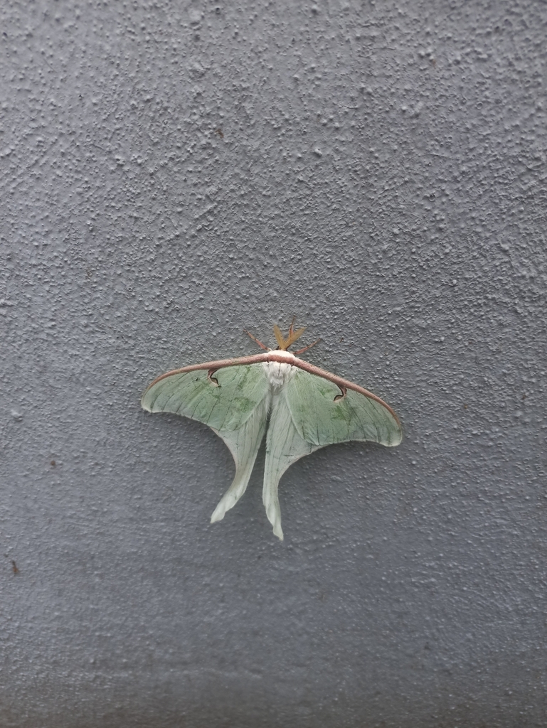 Mexican Moon Moth from 94118 Ver., México on September 23, 2024 at 12: ...