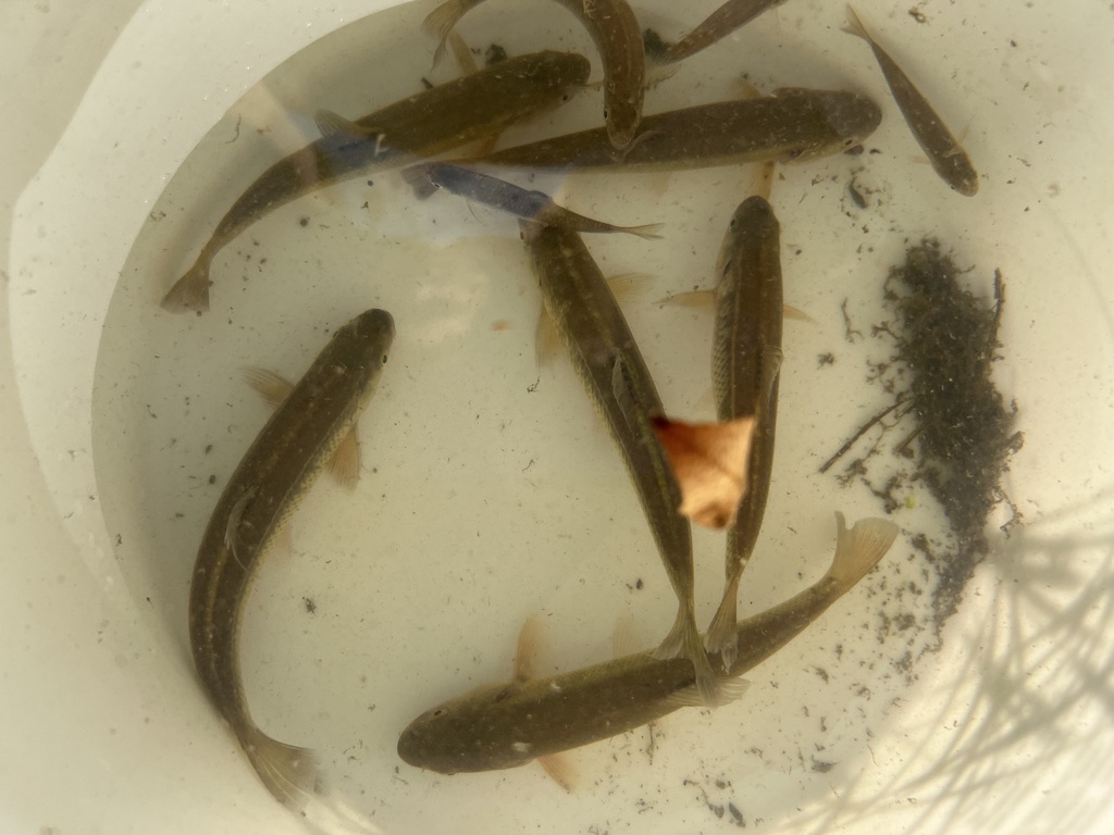 True Minnows from 164th St S, Glyndon, MN, US on September 25, 2024 at ...