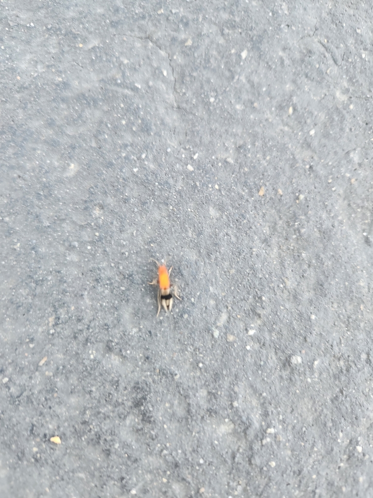 Timulla grotei from Syracuse, UT, USA on July 12, 2023 at 07:45 PM by ...