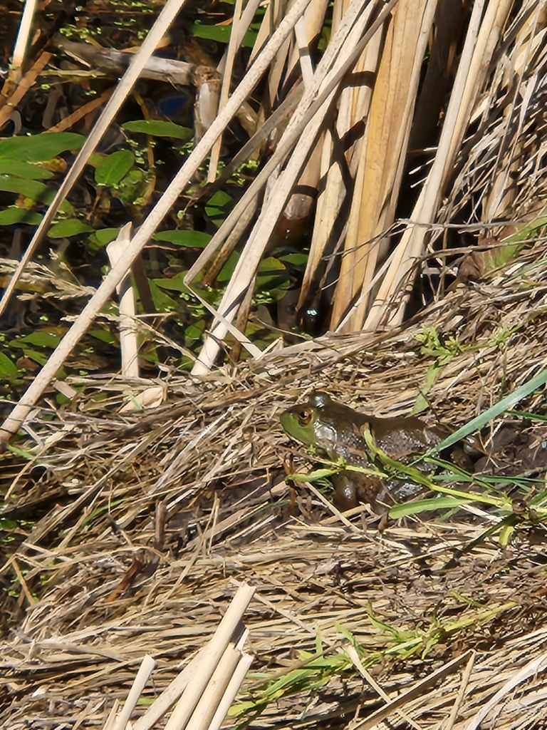 American Bullfrog from Weber County on September 23, 2023 at 02:13 PM ...
