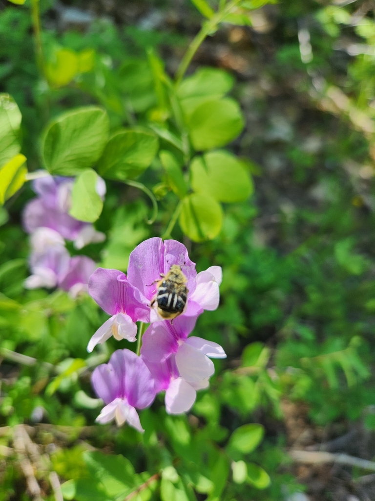 Bee-mimic Beetle from Wasatch County, UT, USA on June 17, 2024 at 12:13 ...