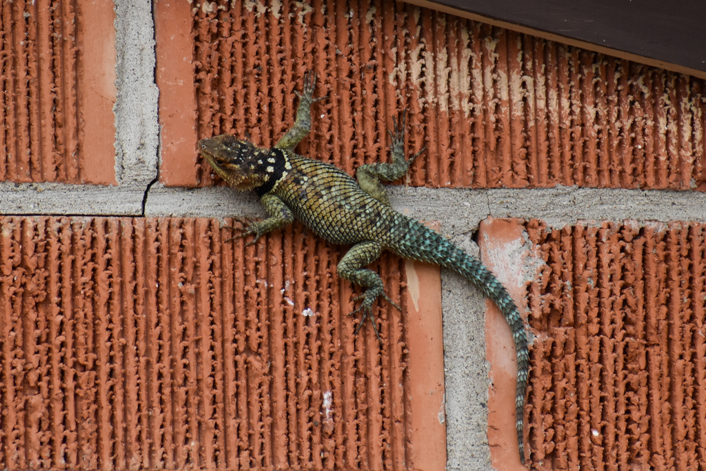 Blue Spiny Lizard in November 2024 by Justin Council · iNaturalist