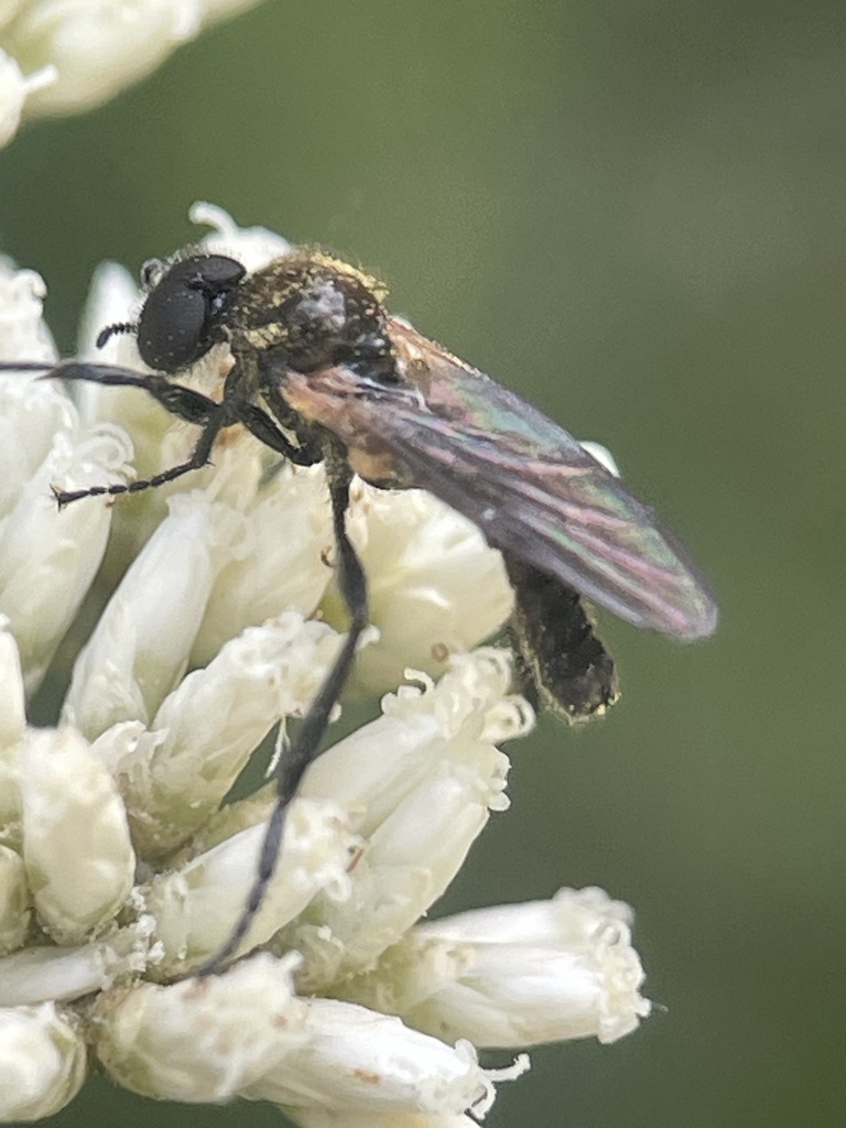Australian garden maggot from Upper Sweetwater Creek Reserve, Frankston ...