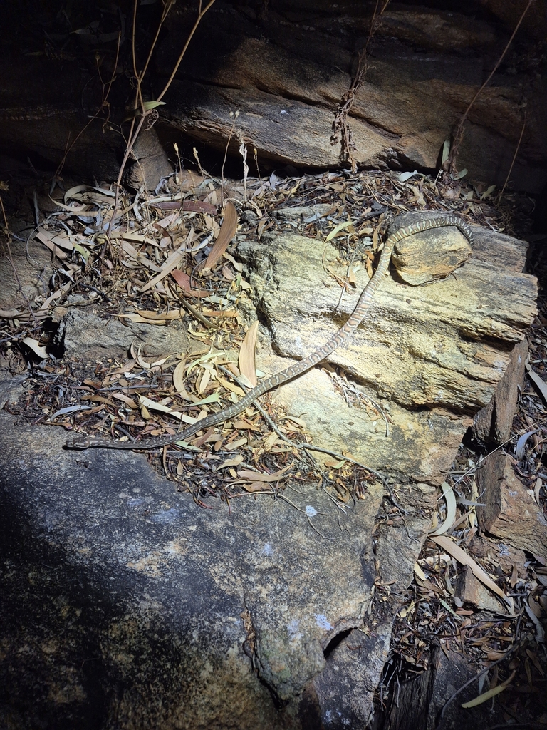 Centralian Carpet Python from Larapinta NT 0875, Australia on November ...