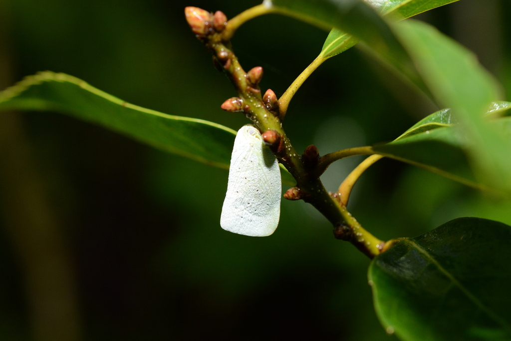 Geisha distinctissima from 966台灣台東縣達仁鄉 on November 18, 2024 at 04:52 PM ...
