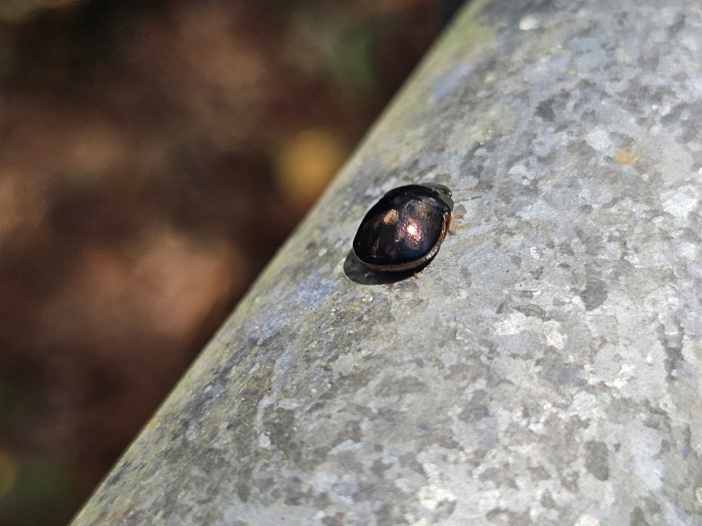 Brachyplatys subaeneus from Redlynch QLD 4870, Australia on November 20 ...