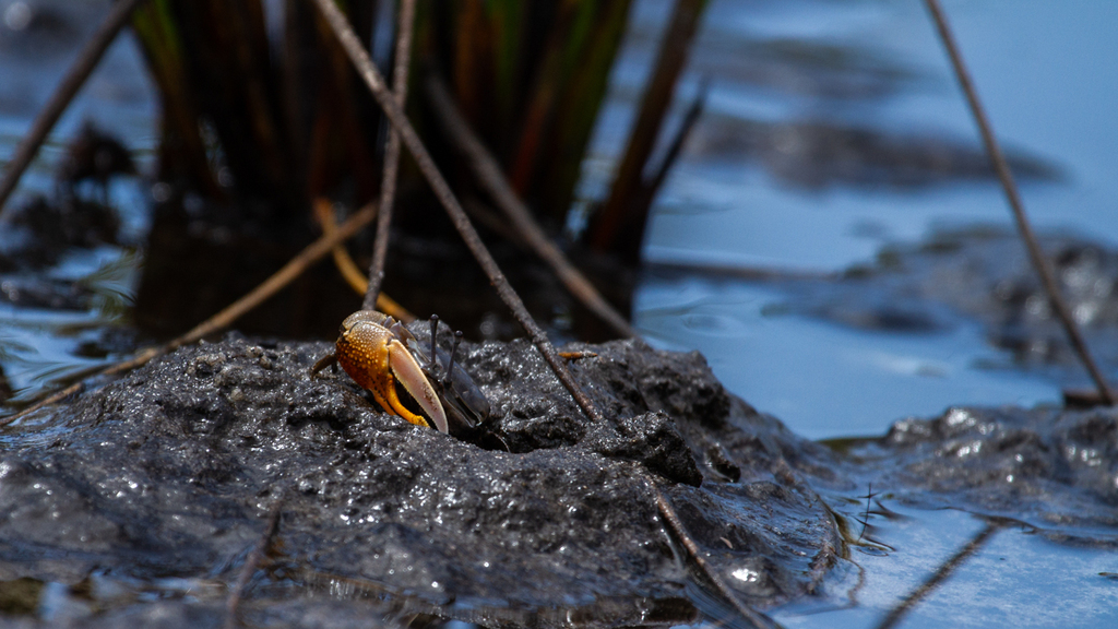 Western Calling Fiddler Crab from eNkovukeni, South Africa on November ...
