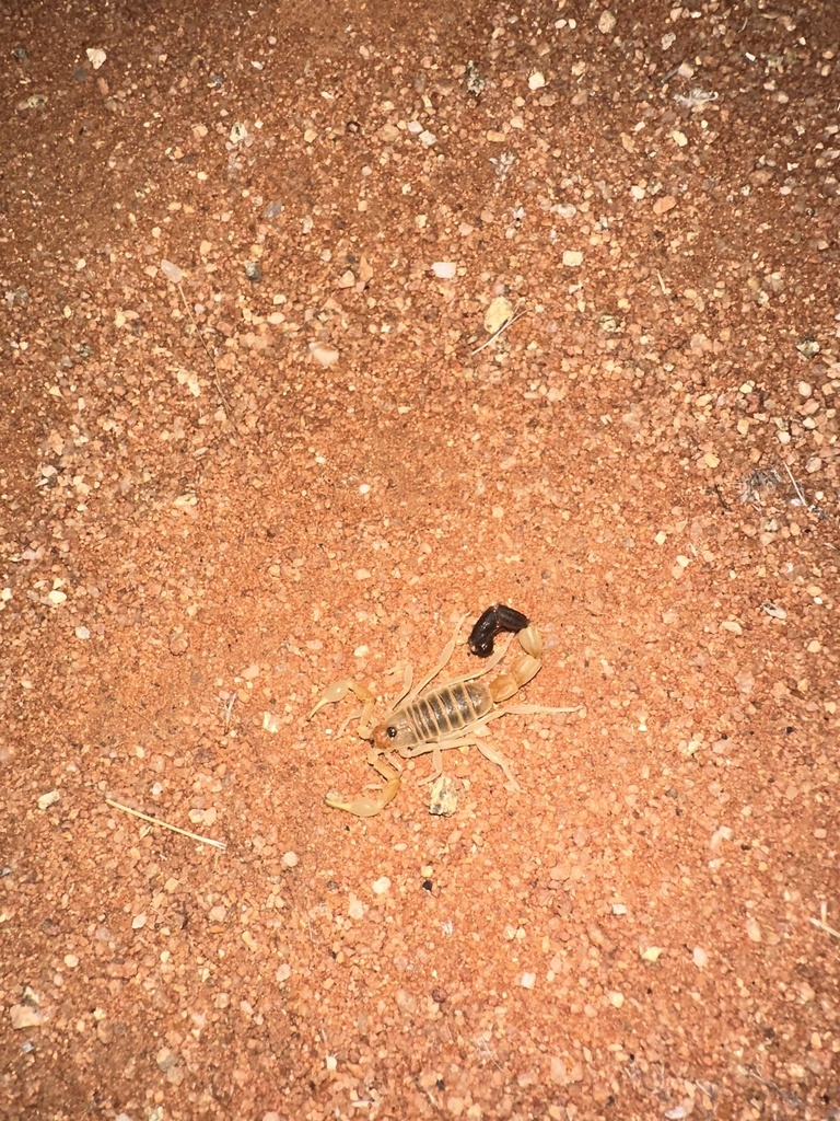 Black-tipped Thicktail Scorpion from Namakwa, ZA-NC, ZA on November 20 ...