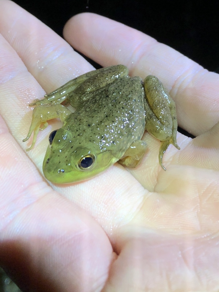 American Bullfrog from Rolesville Rd, Knightdale, NC, US on November 20 ...