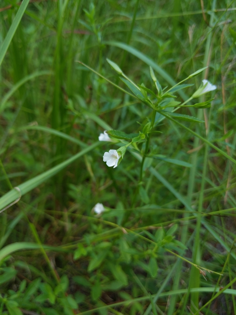 common axil-flower in July 2019 by Eric Ungberg · iNaturalist