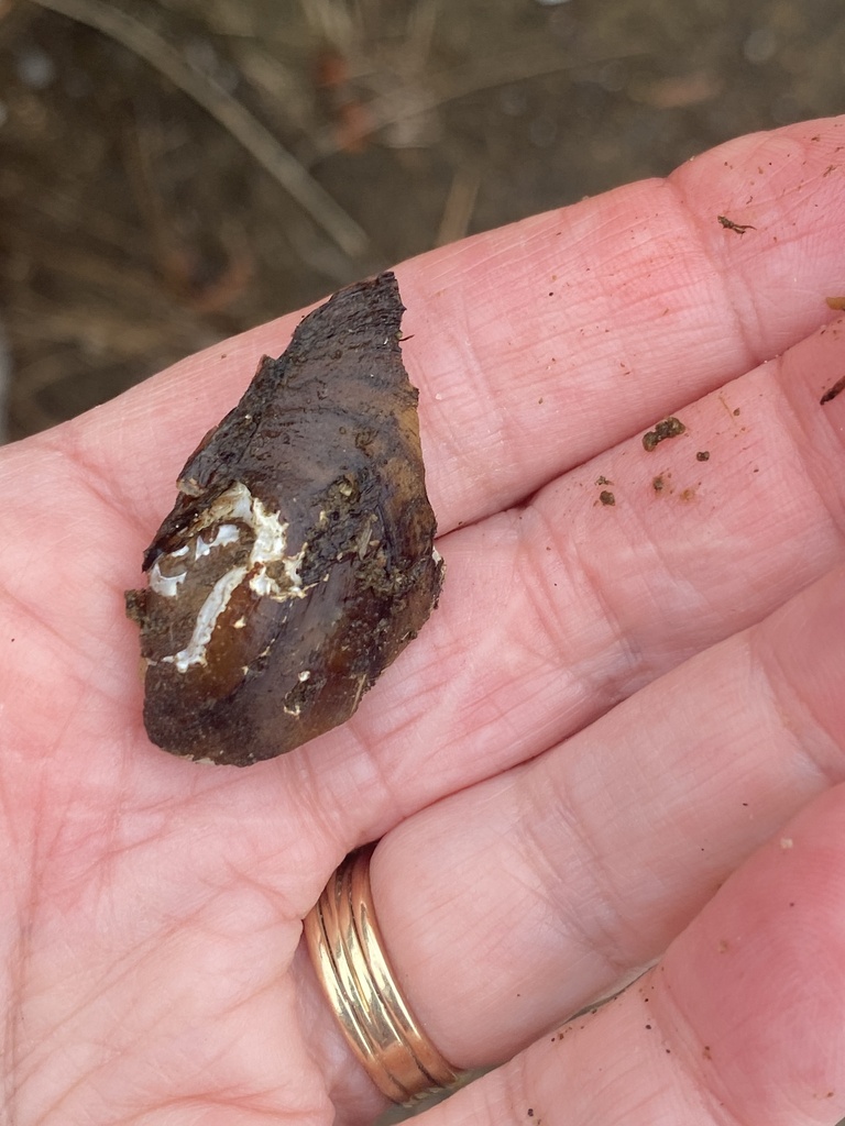 Fatmucket from Fall Lake, Ely, MN, US on November 20, 2024 at 11:42 AM ...