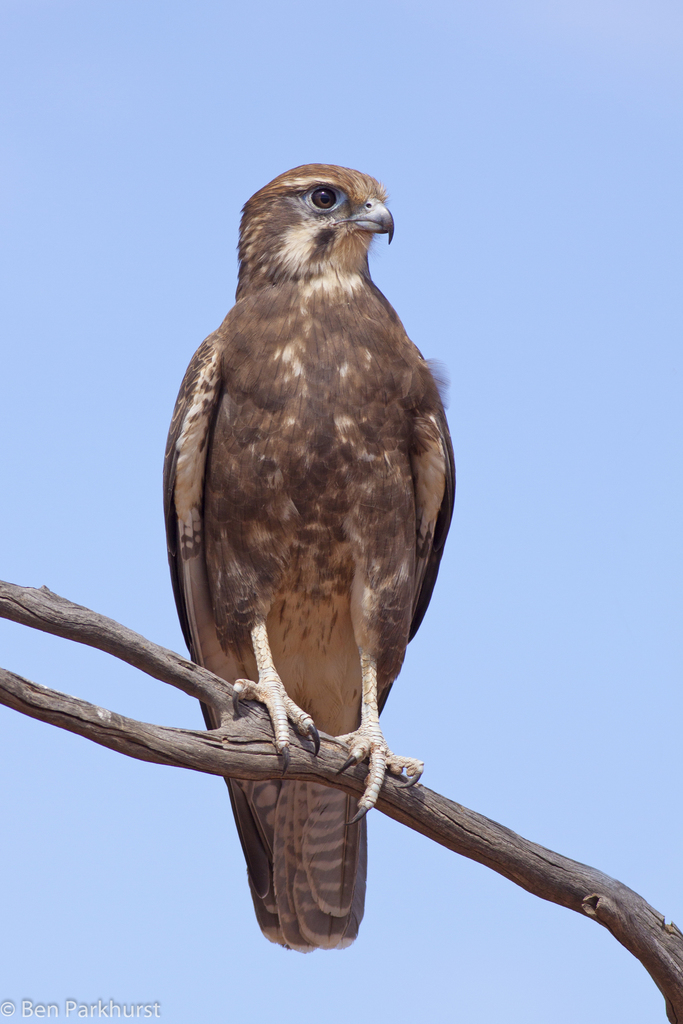 Brown Falcon (Hamelin Station Reserve Birds) · iNaturalist
