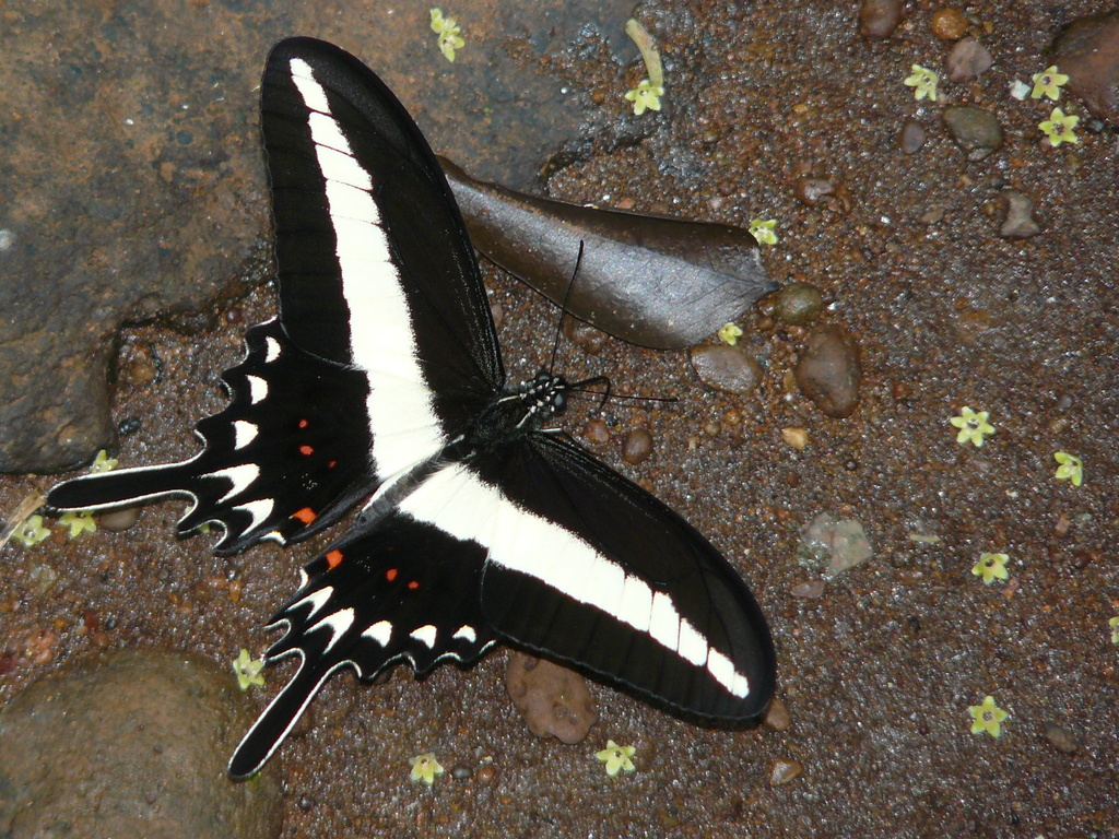 Heraclides hectorides from San Martín, Misiones, AR on January 12, 2009 ...