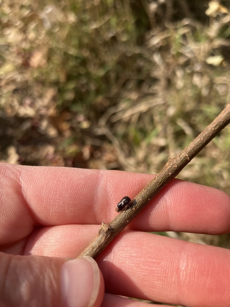 black locust treehopper from Schmeeckle Reserve, Stevens Point, WI, US ...