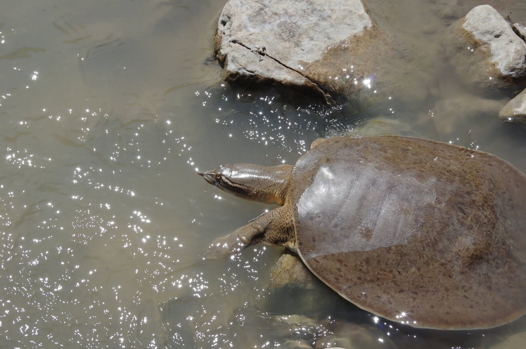 Midland Smooth Softshell Turtle in June 2017 by Drew E. Dittmer ...