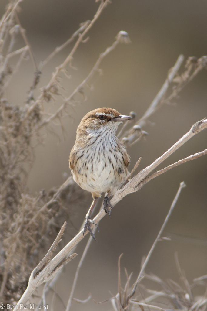 Rufous Fieldwren (Hamelin Station Reserve Birds) · iNaturalist