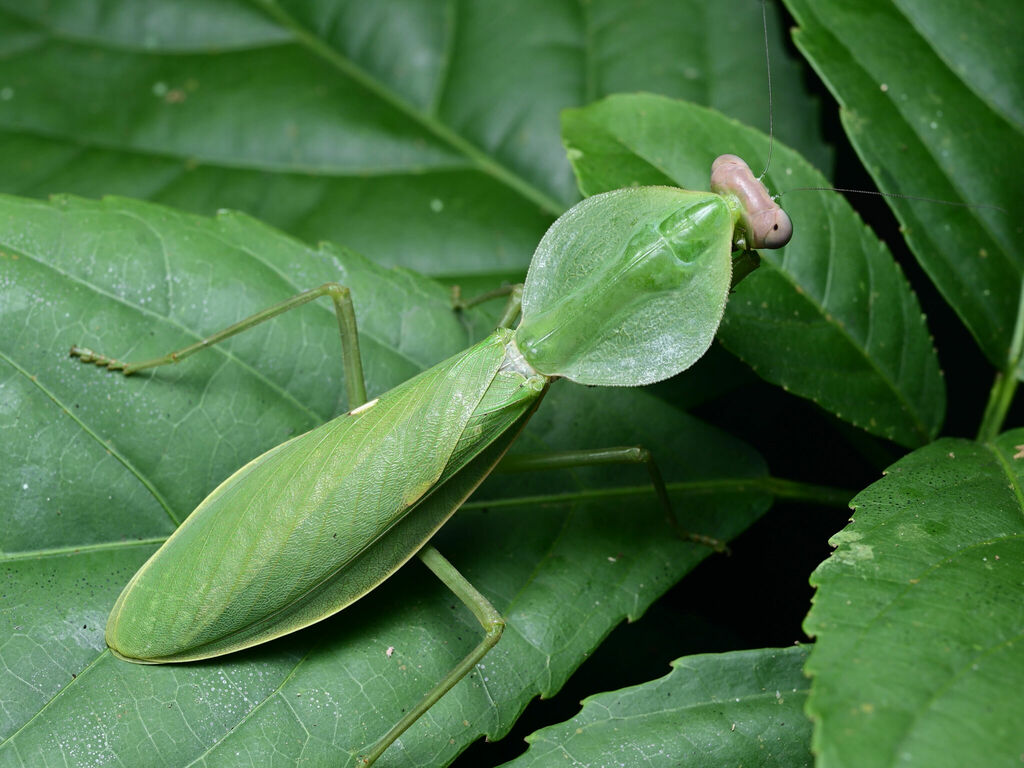 Rhombodera latipronotum from 中国云南省西双版纳傣族自治州勐腊县 on November 18, 2024 at ...