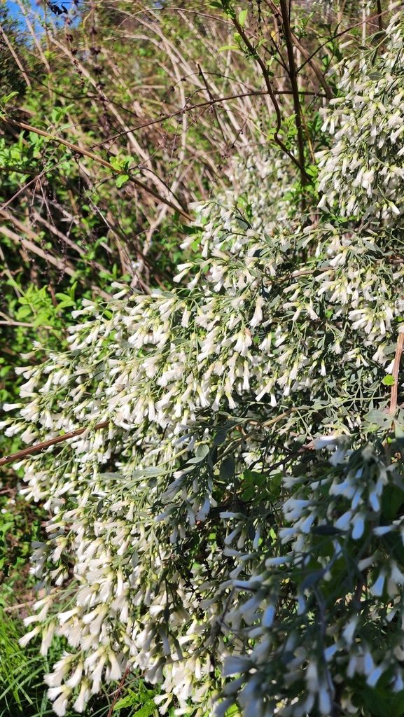 groundsel tree from Lithia, FL, USA on November 16, 2024 at 11:08 AM by ...