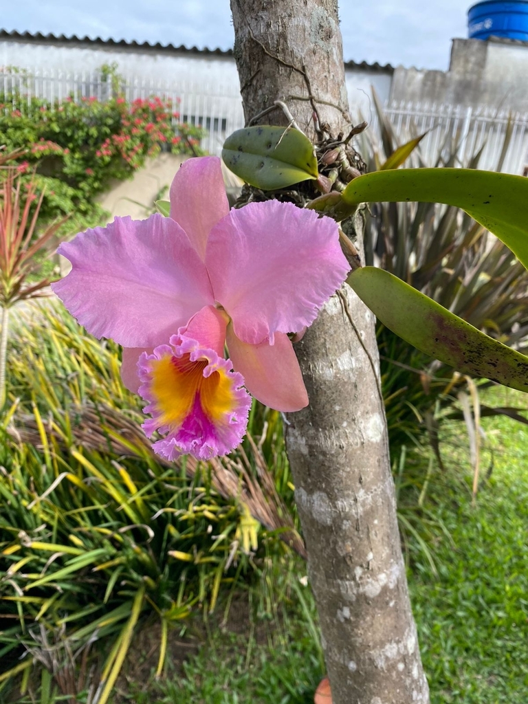 Cattleya from FG4F+FQ - Quilombo, Pelotas - RS, Brasil on November 21, 2024 at 01:23 PM by ...