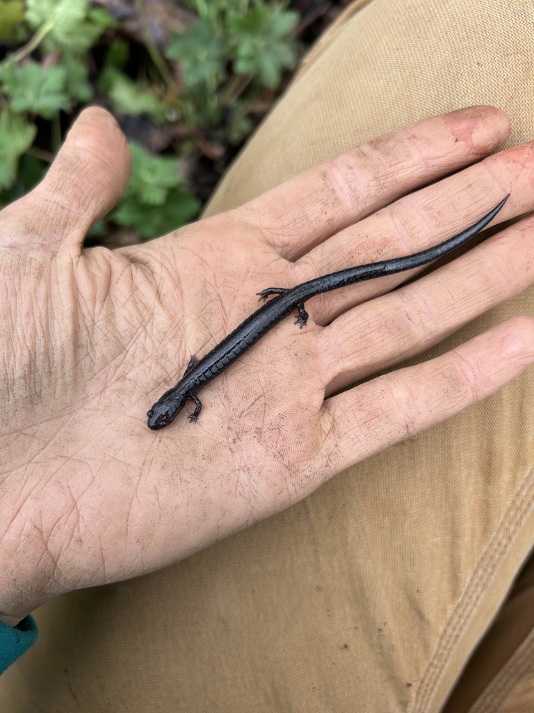 Ravine Salamander from Boone, NC, US on November 20, 2024 at 12:31 PM ...