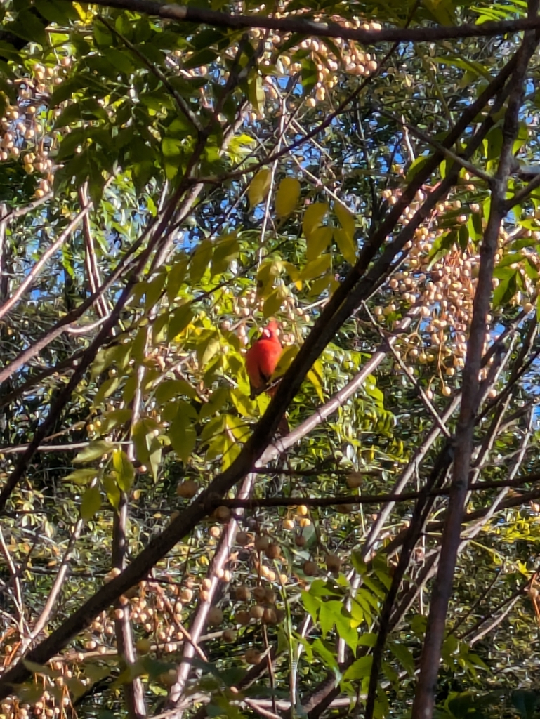 Northern Cardinal from Hot Springs, AR, USA on November 21, 2024 at 11: ...