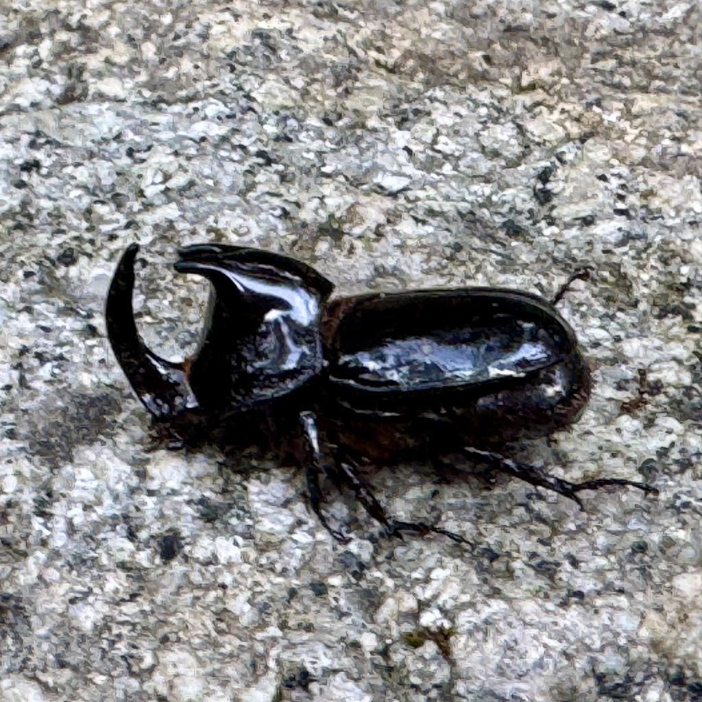 Megaceras from Kori Wakanki Street, Cuzco, PE on November 21, 2024 at ...