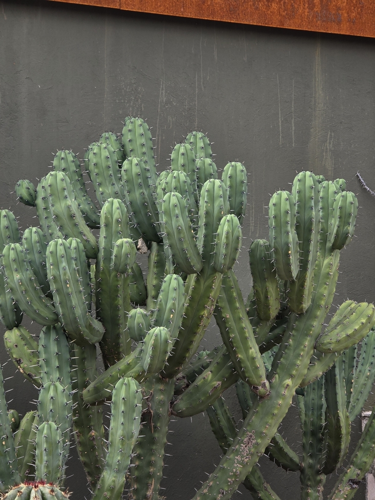 Blue Myrtle-cactus from Nuevo Centro Metropolitano de Saltillo ...