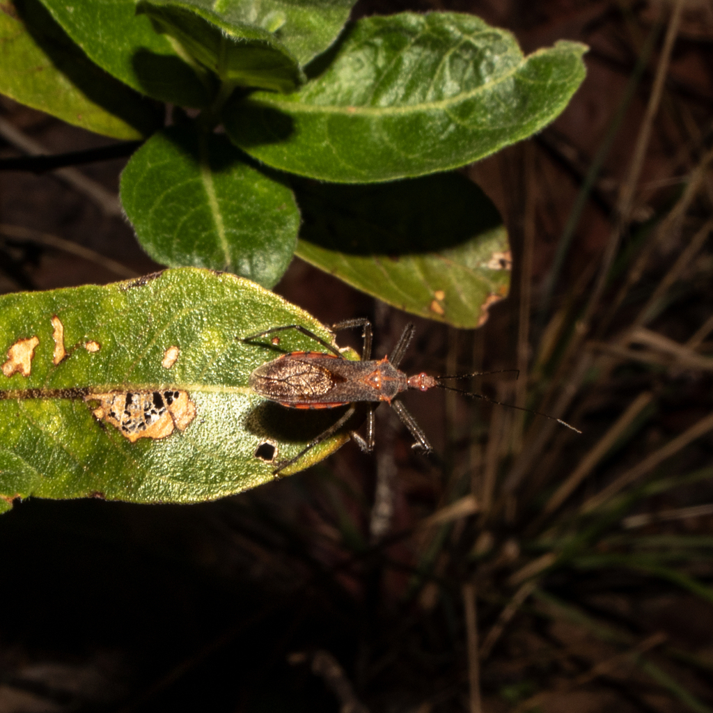 Castolus from Serra das Areias Aparecida de Goiânia - GO, Brasil on ...