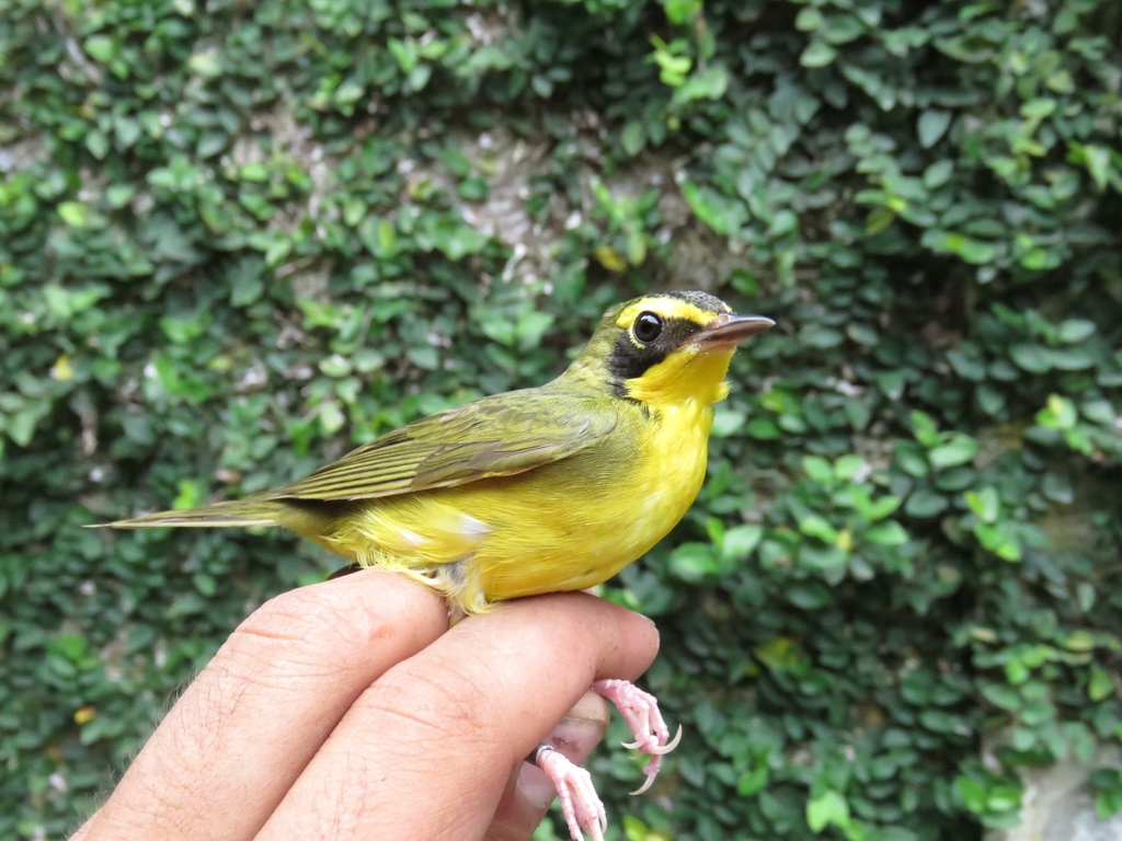 Kentucky Warbler from Pococí, Limón, Pococí, Costa Rica on April 1 ...