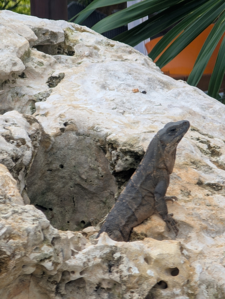 Black Spiny-tailed Iguana from 77740 Punta Maroma, Quintana Roo, Mexico ...