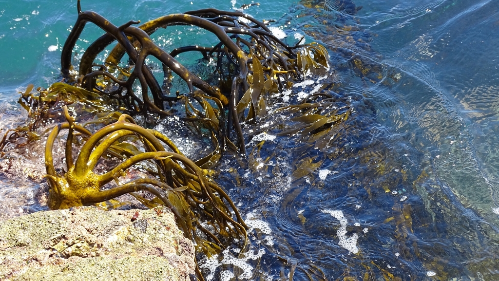 Lessonia spicata from Hualpén, Región del Bío Bío, Chile on February 13 ...