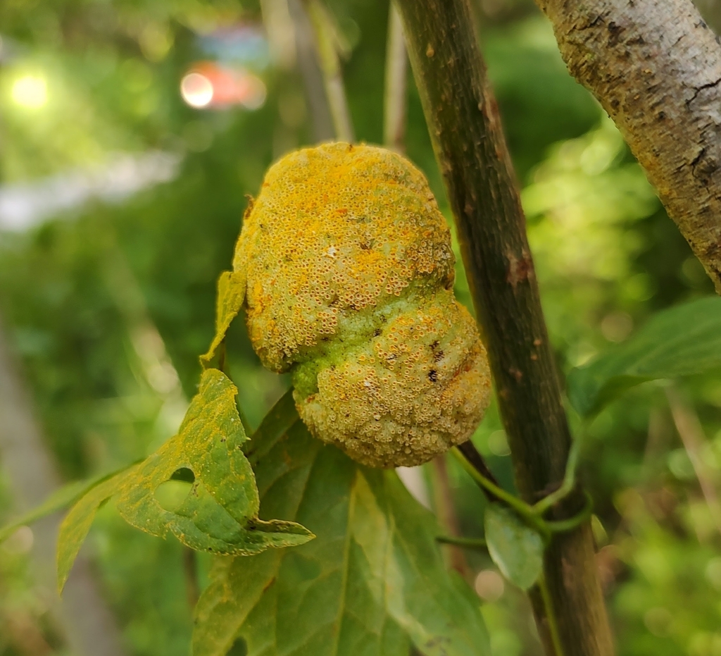 rust fungi from Meadville on July 30, 2023 at 05:04 PM by Bethany ...