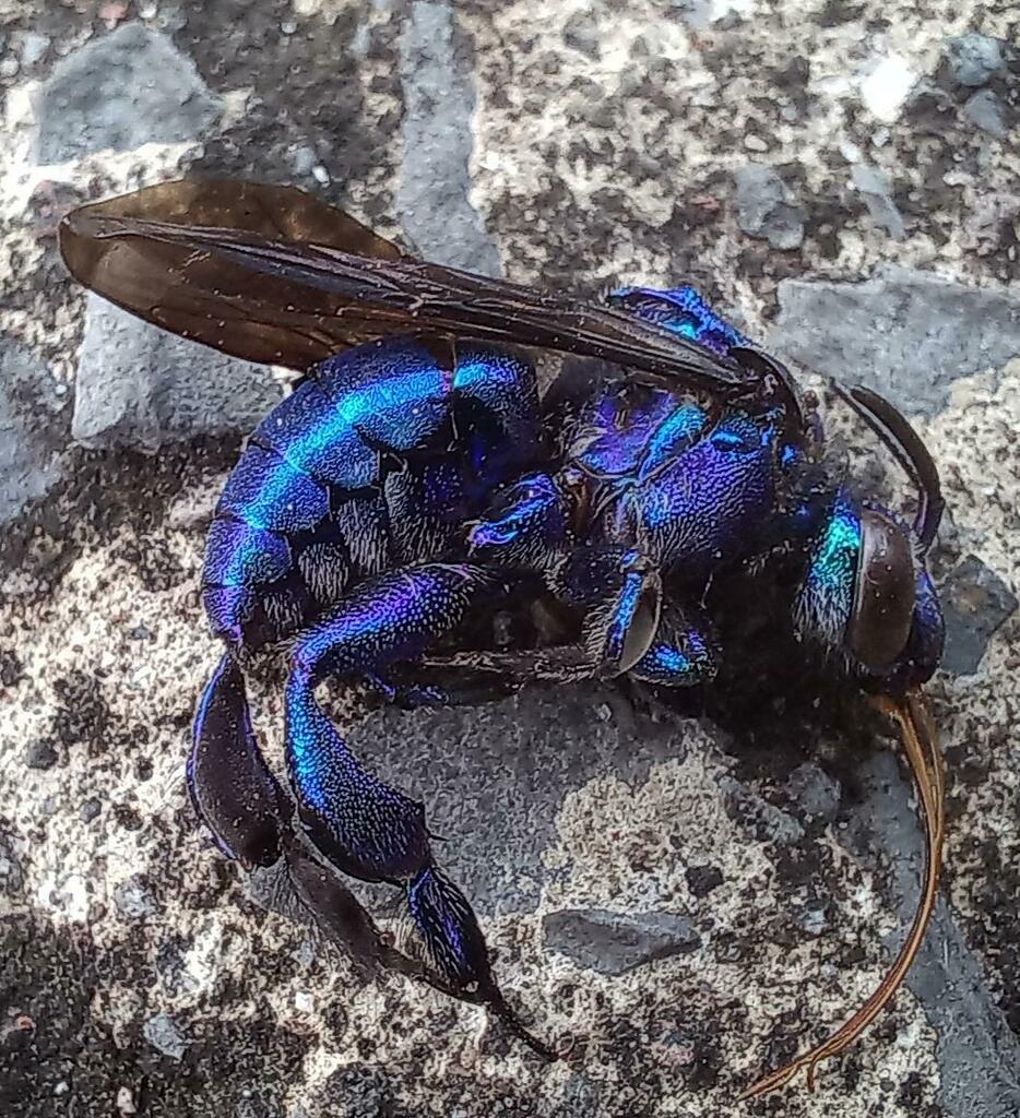 Aztec Cuckoo-Orchid bee from Amatlán de los Reyes, Ver., México on ...