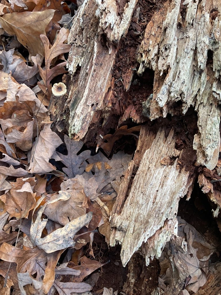Termites from Knox County, US-TN, US on November 21, 2024 at 03:07 PM ...