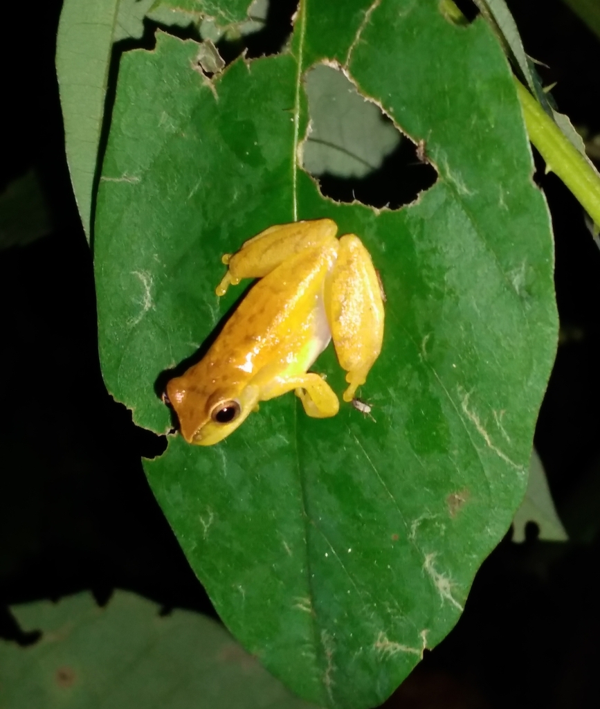 Yellow Tree Frog from Quarry, Siparia, Trinidad and Tobago on November ...