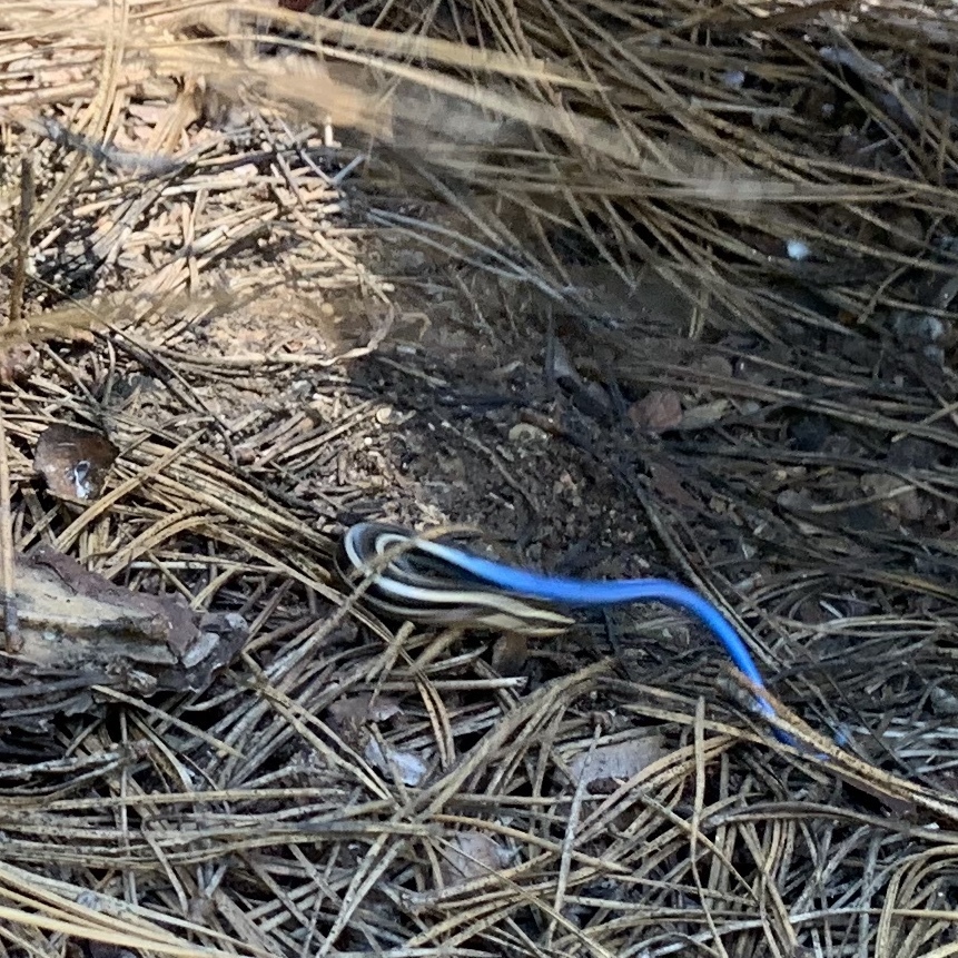 Western Skink from Tahoe National Forest, Nevada City, CA, US on July ...